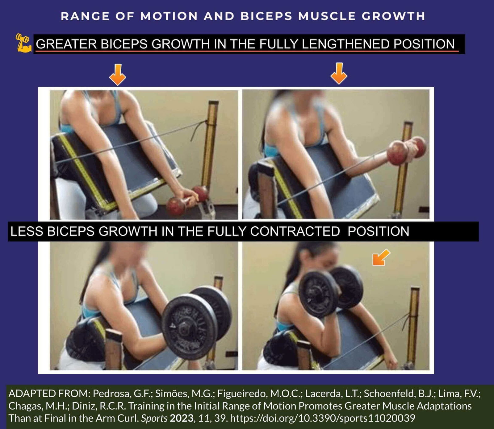 Get Bigger Biceps With Stretched Partial Rep Curls Evidence Based Muscle
